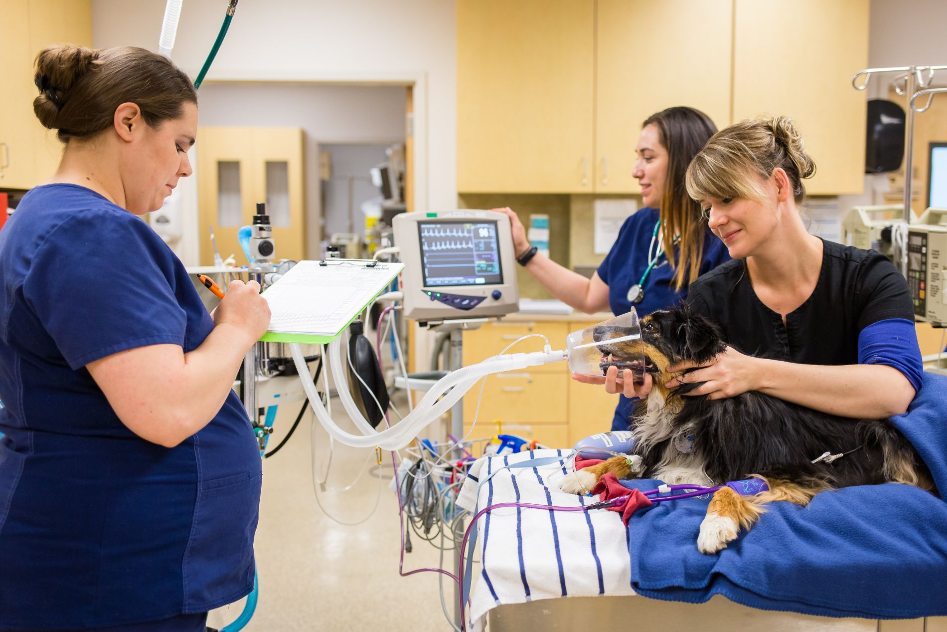 Veterinary Surgeon Jobs in Colorado | Mountain View Veterinary Surgery