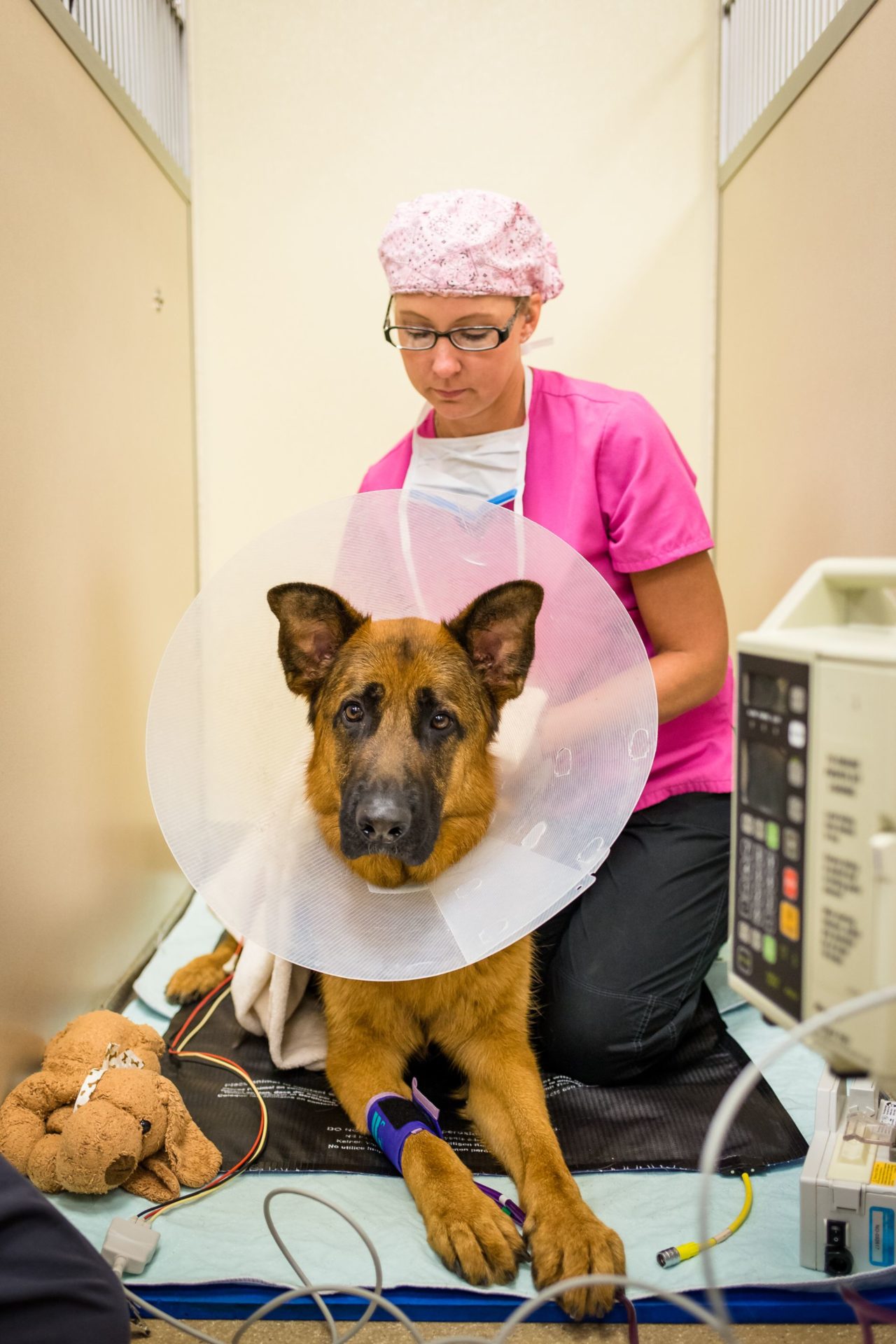 Vet Surgeon Colorado Springs, CO - Mountain View Veterinary Surgery